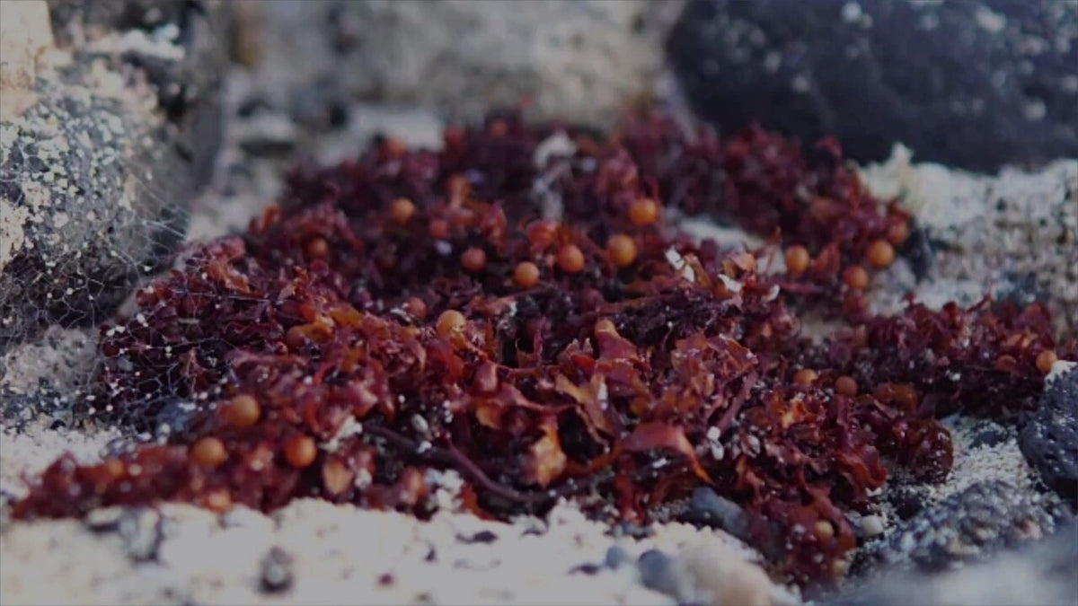 4 Ways That Sea Moss Can Transform Your Skin | Sea Moss by Nutra Remedies